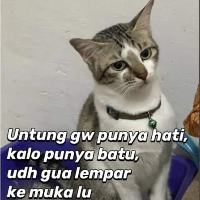 6 Meme Kucing Gambarkan Ekspresi Kesal Ini Bikin Gemas, Enggak Jadi ...