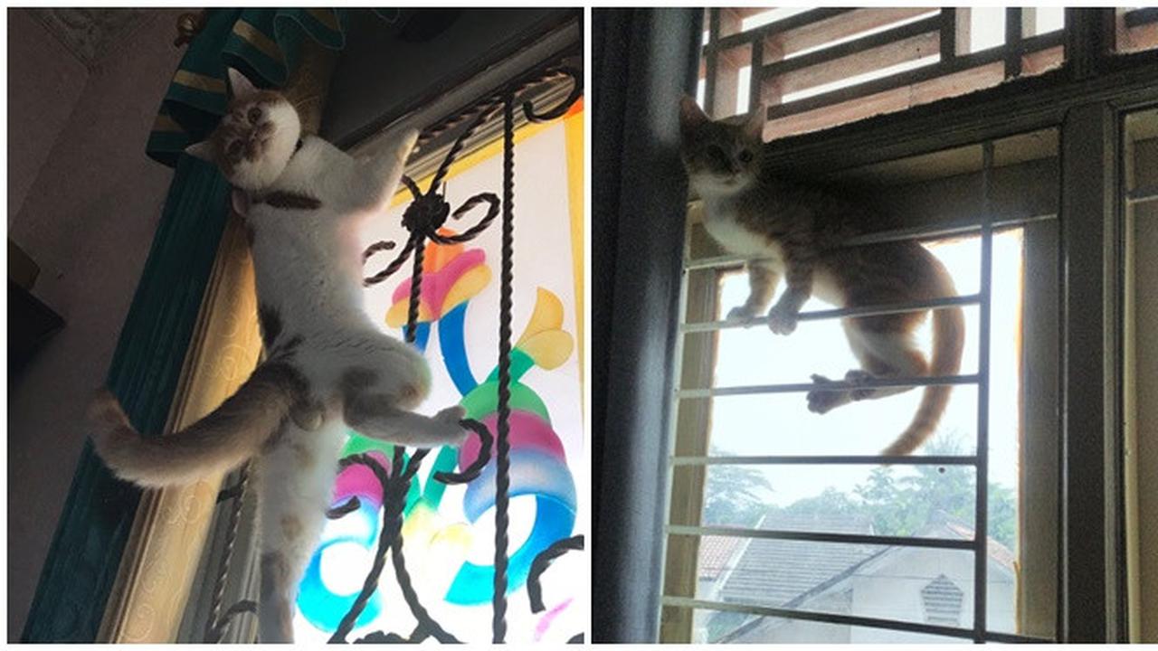 6 Potret Kucing Lihai Panjat Jendela Ini Bikin Geleng Kepala, Ada Saja ...