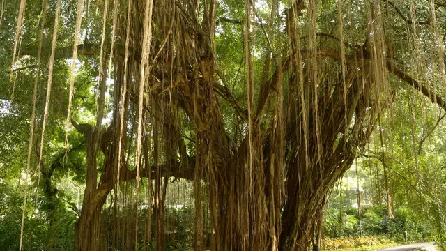 Jenis Akar Tanaman dan Fungsinya yang Perlu Dipahami - Hot Liputan6.com