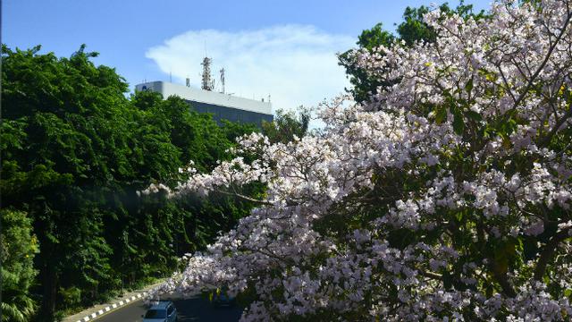 Melihat Potret Bunga Tabebuya yang Bikin Surabaya Makin Indah ...