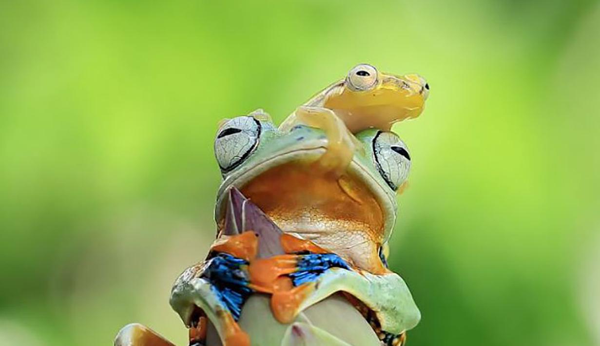 10 Potret Katak Karya Tanto Yensen: Keren & Menggemaskan - Photo Fimela.com