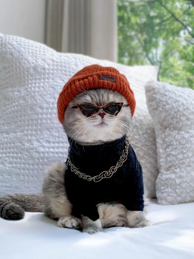 8 Potret Kucing Pakai Kostum Unik Ini Curi Perhatian, Menggemaskan ...