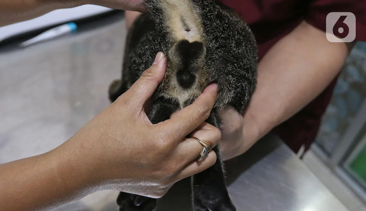 FOTO: Sterilisasi dan Vaksin Kucing Gratis Menyambut Hari Rabies - Foto ...