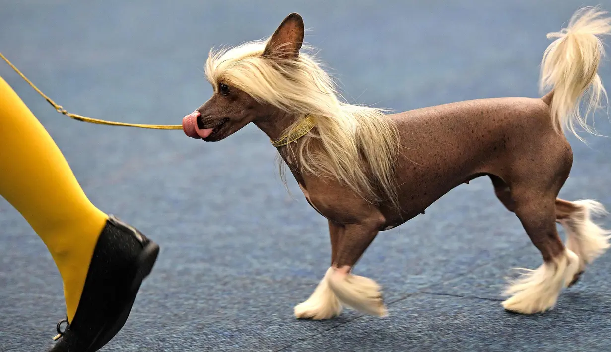 PHOTO: Penampilan Unik Anjing-Anjing di Dortmund Dog Show - Foto ...