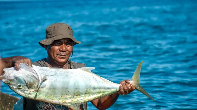 Ikan Berukuran Besar dan Segar Melimpah, Nelayan di Perairan Pulau Obi ...