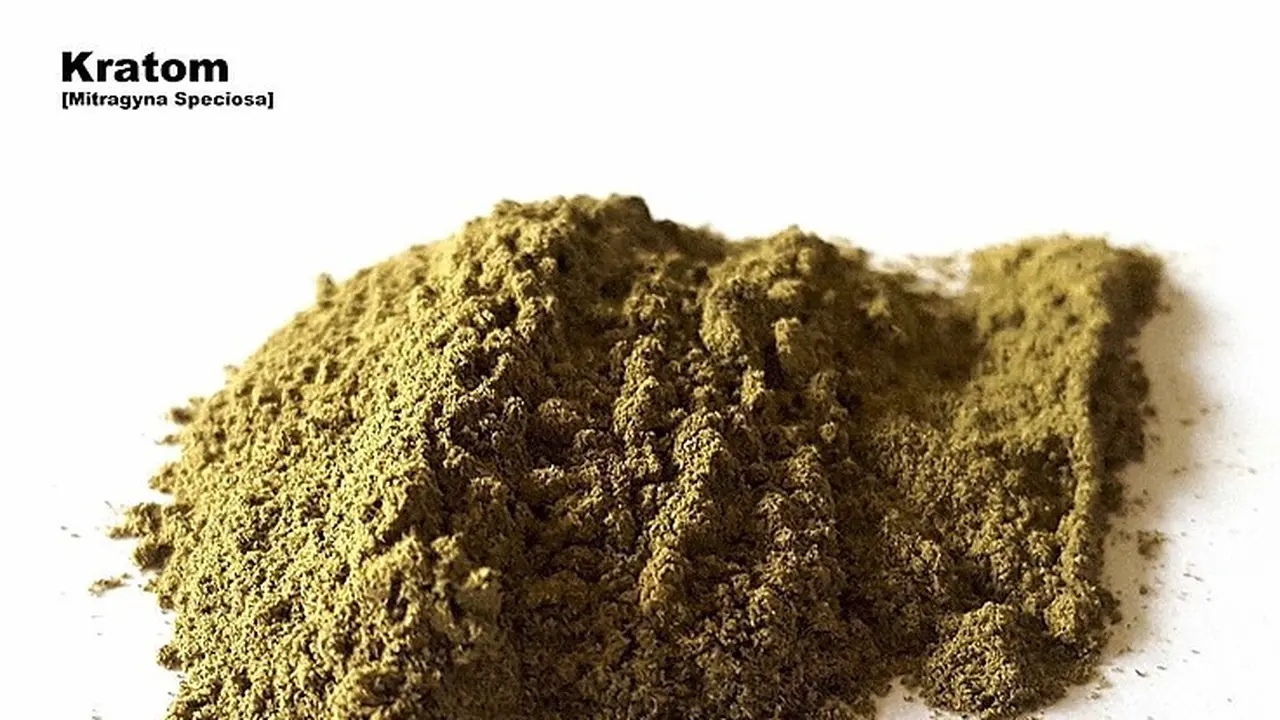 Tanaman Kratom untuk Apa? Ini Kandungan dan Pemanfaatannya di Indonesia ...