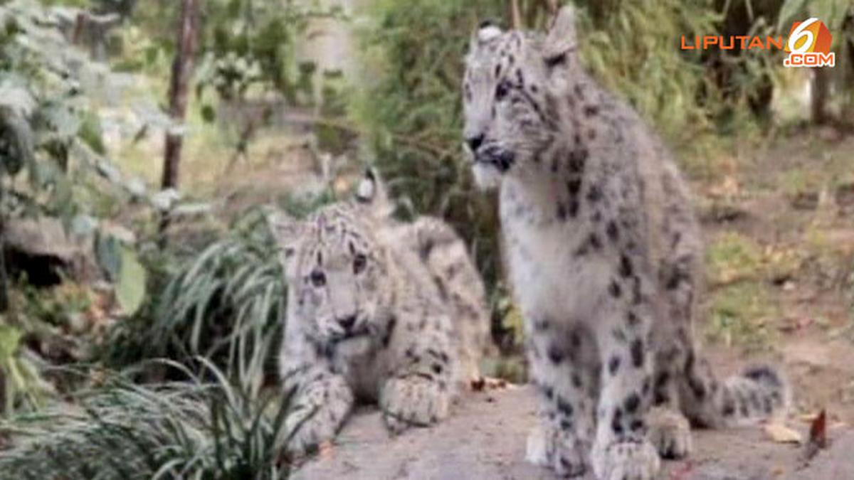 [VIDEO] Anak Macan Tutul Salju Nan Lucu dan Menggemaskan - Global ...