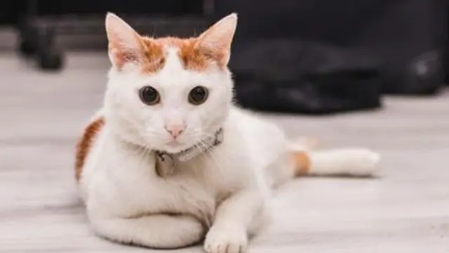 Menunjukkan Perasaannya, Ini 5 Arti Pupil Mata Kucing yang Mendadak ...