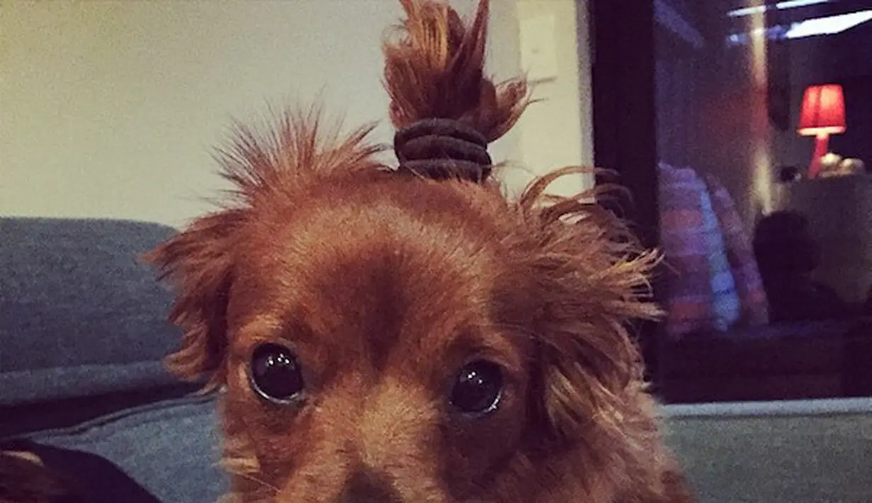 Gaya Rambut Anjing Super Trendi Bikin Ia Tambah Cute Dan Mengagumkan