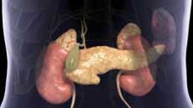 Pankreas Adalah Organ pada Sistem Pencernaan, Ketahui Fungsi dan Letaknya