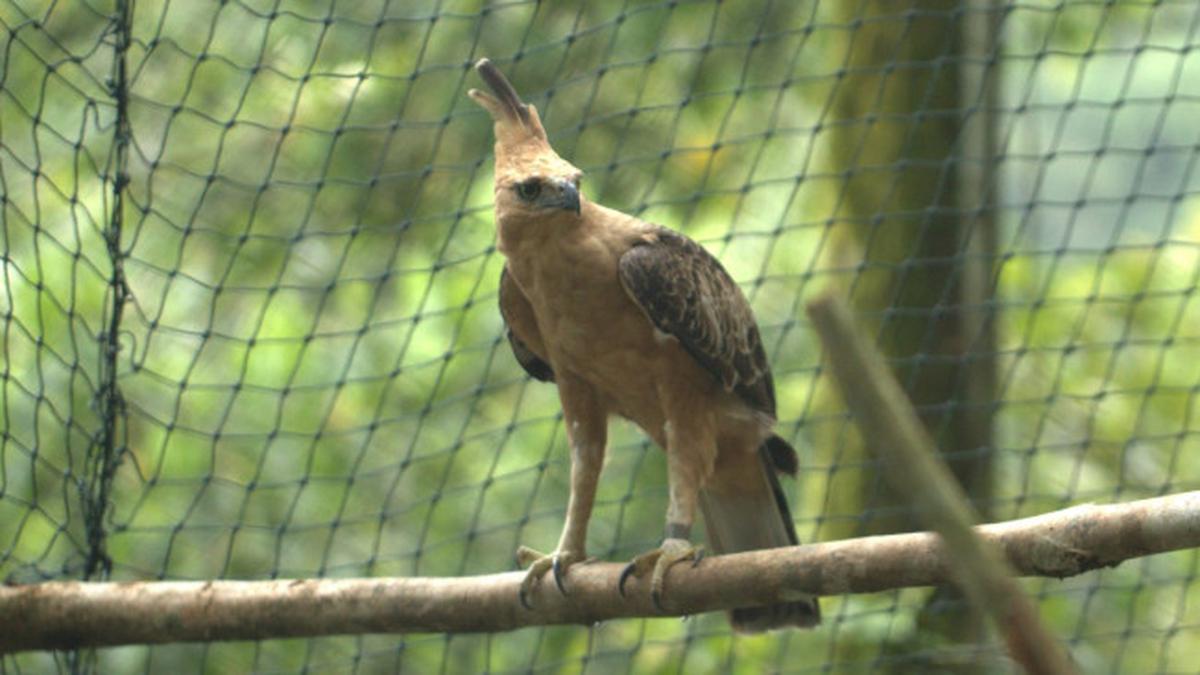 Populasi Elang Jawa dan Julang Emas di TN Bromo Tengger Semeru ...