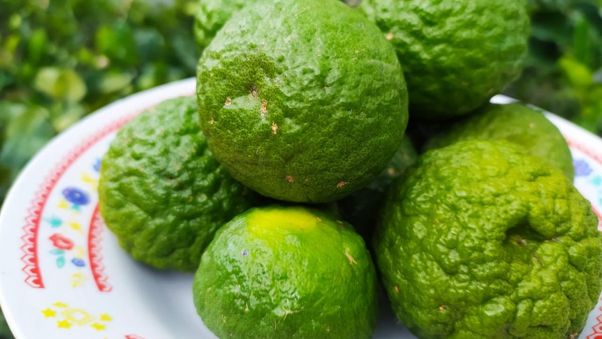 Kilau 'Si Hijau' Jeruk Purut Garut yang Kaya Manfaat - Regional ...