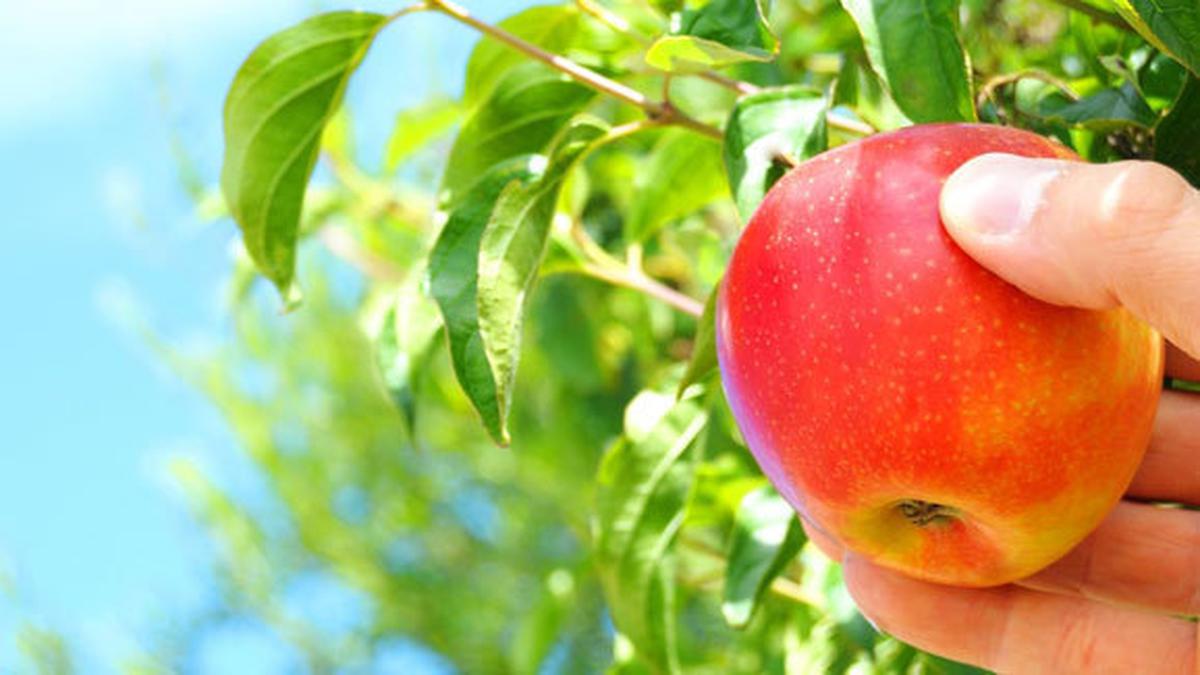 Kisah Si Pohon Apel - Lifestyle Fimela.com