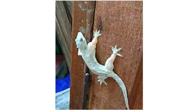 5 Potret Aksi Cicak Ini Bikin Geleng-geleng Kepala, Bisa Ngelawak - Hot Liputan6.com