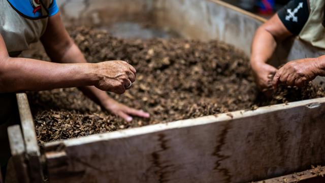 7 Tips Membuat Pupuk Alami Ampuh untuk Kebun Alpukat di Rumah agar ...