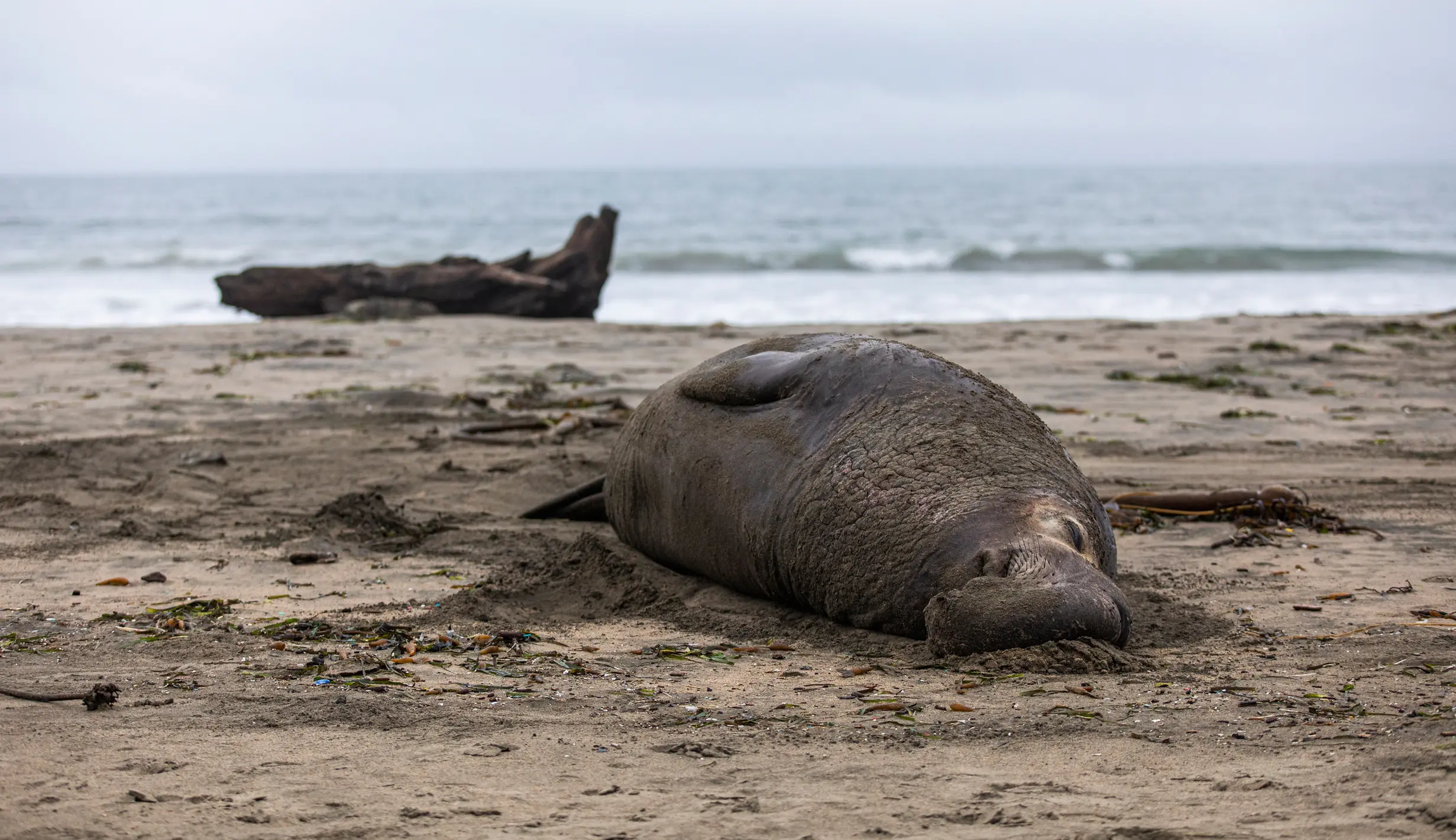 FOTO: Aksi Gajah Laut Berjemur di Pantai California - Foto Liputan6.com