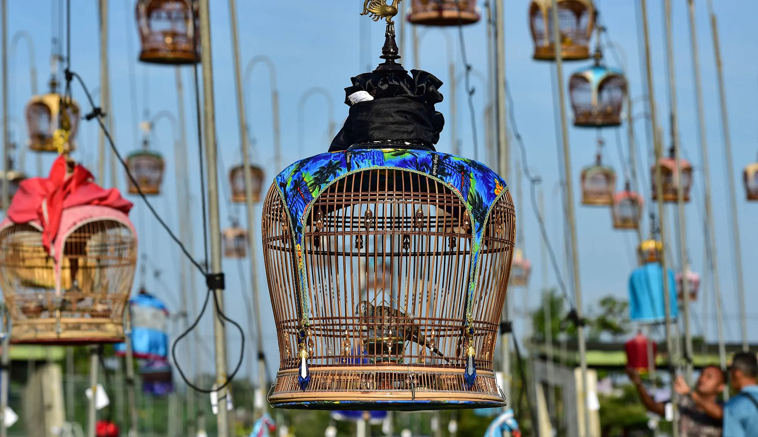 2000 Burung dari Tiga Negara Adu Kicau di Thailand - Foto Liputan6.com