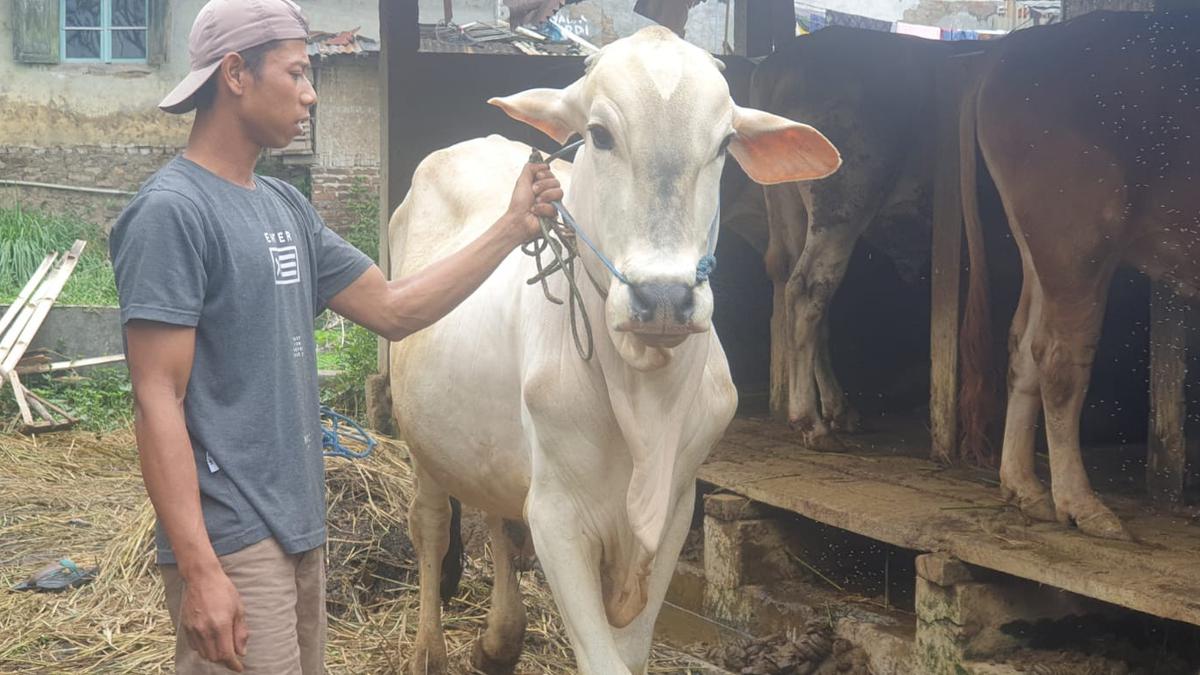 5 Titik Cek Poin Sapi Demi Tangkal PMK di Garut, Mana Saja? - Regional ...