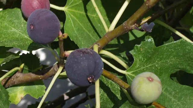 Mitos Pohon Tin yang Perlu Diketahui - Ragam Bola.com