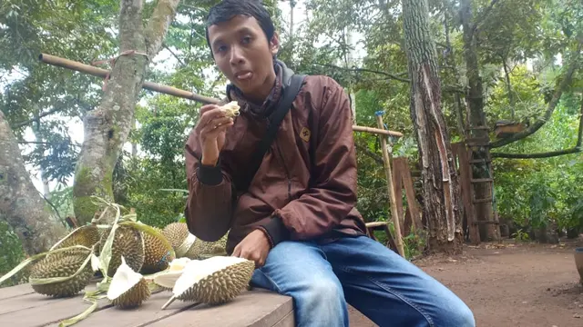 Sensasi Makan Durian Jatuh dari Pohonnya di Lereng Gunung Wilis - Regional Liputan6.com