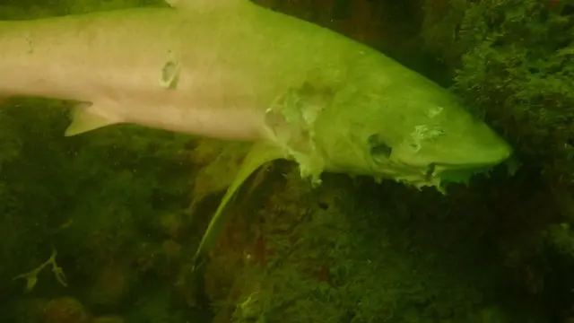 8 Hiu Sirip Hitam Ditemukan Mati dengan Insang Rusak di Perairan Pulau ...