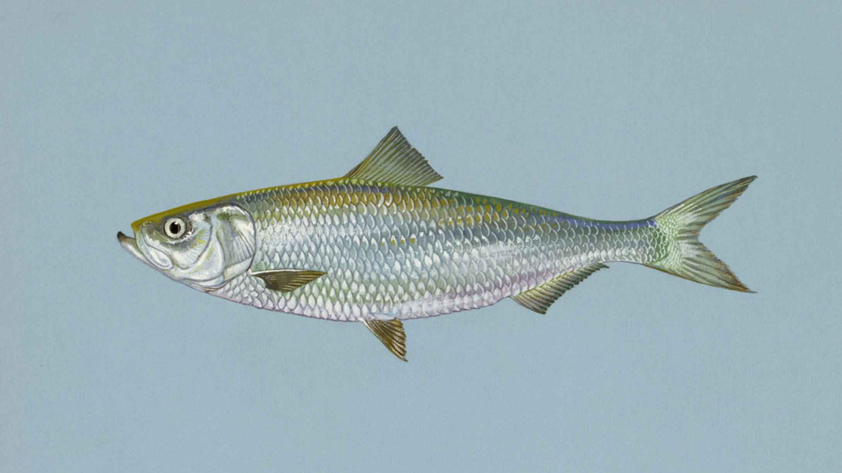 Ikan Haring, Komunikasi Melalui Kentut - Lifestyle Fimela.com