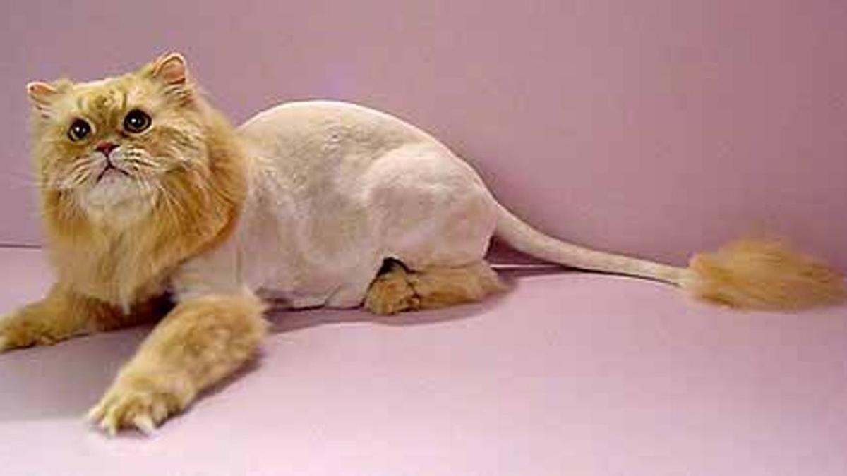 Cepat atau Lambat, Kucing-kucing Ini Akan Menyesal Jadi Kucing ...