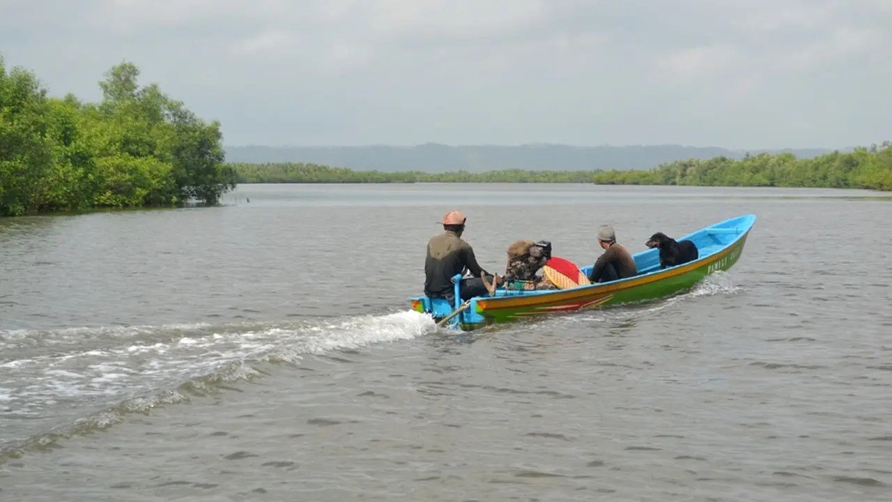 6 Manfaat Hutan Mangrove Bagi Kehidupan Manusia, Seimbangkan Ekosistem ...