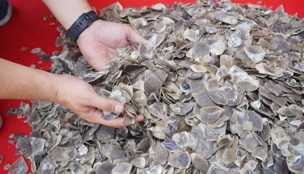 Siapa Msbreewc, Ramai Jadi Sorotan di Media Sosial - Regional Liputan6.com