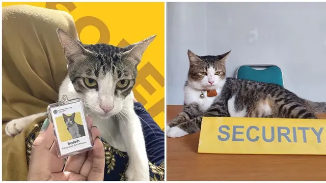 6 Potret Kucing Jadi 'Karyawan' Ini Menggemaskan, Ekspresinya Lucu ...