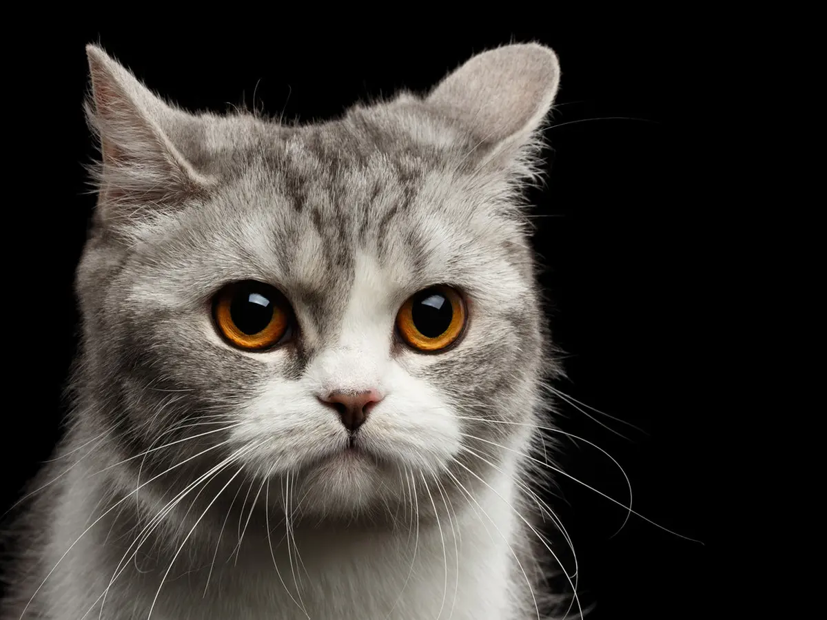 Kucing