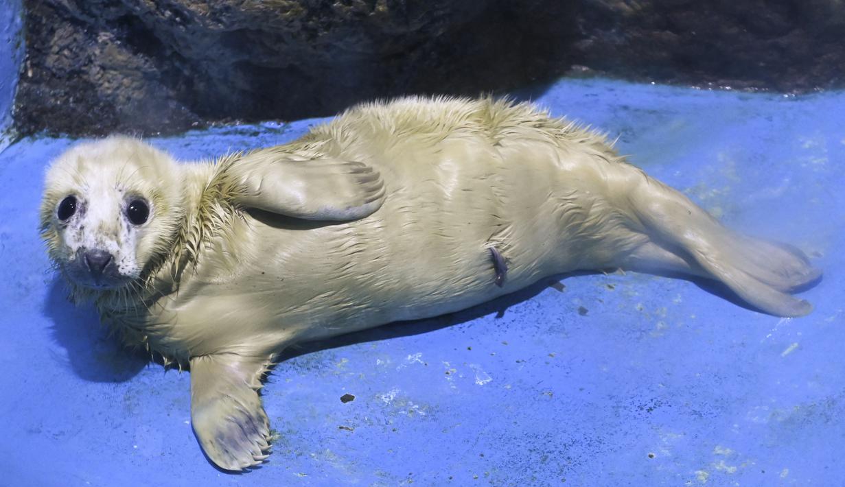 Melihat Bayi Anjing Laut Abu-Abu Betina yang Baru Lahir di Akuarium ...