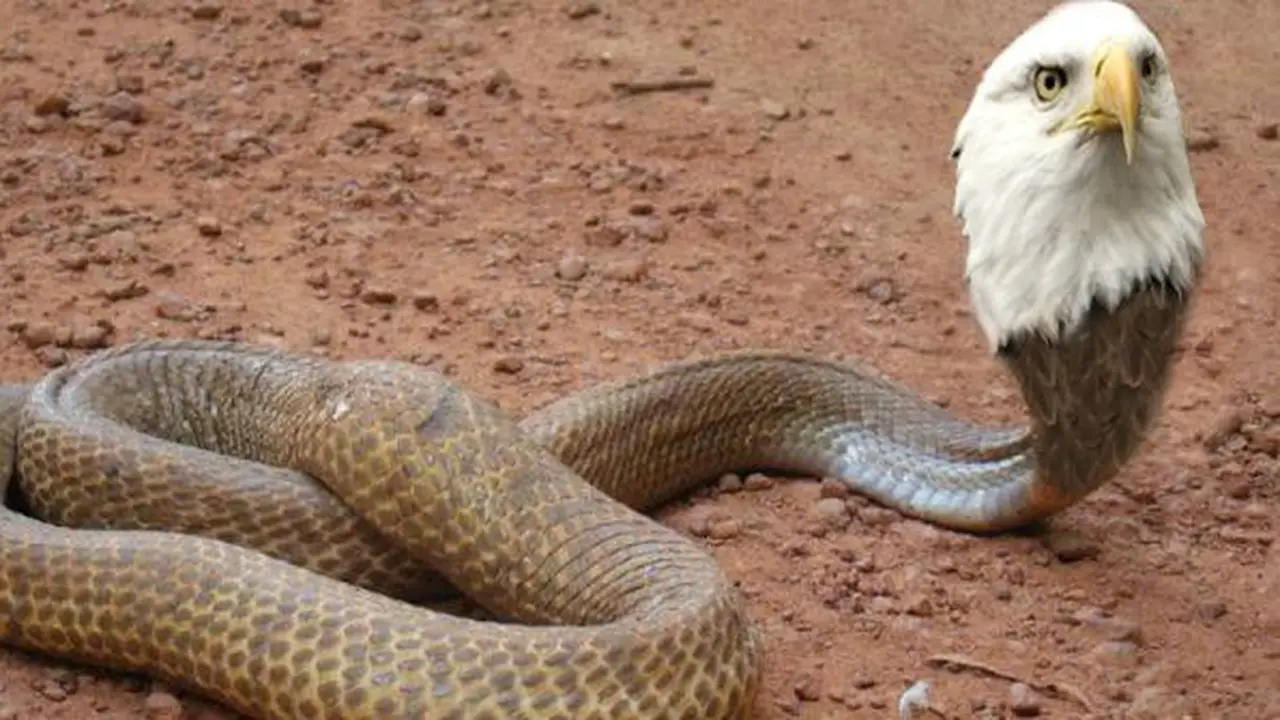 6 Editan Foto Ular Berkepala Hewan Lain Ini Absurd Banget - Hot ...