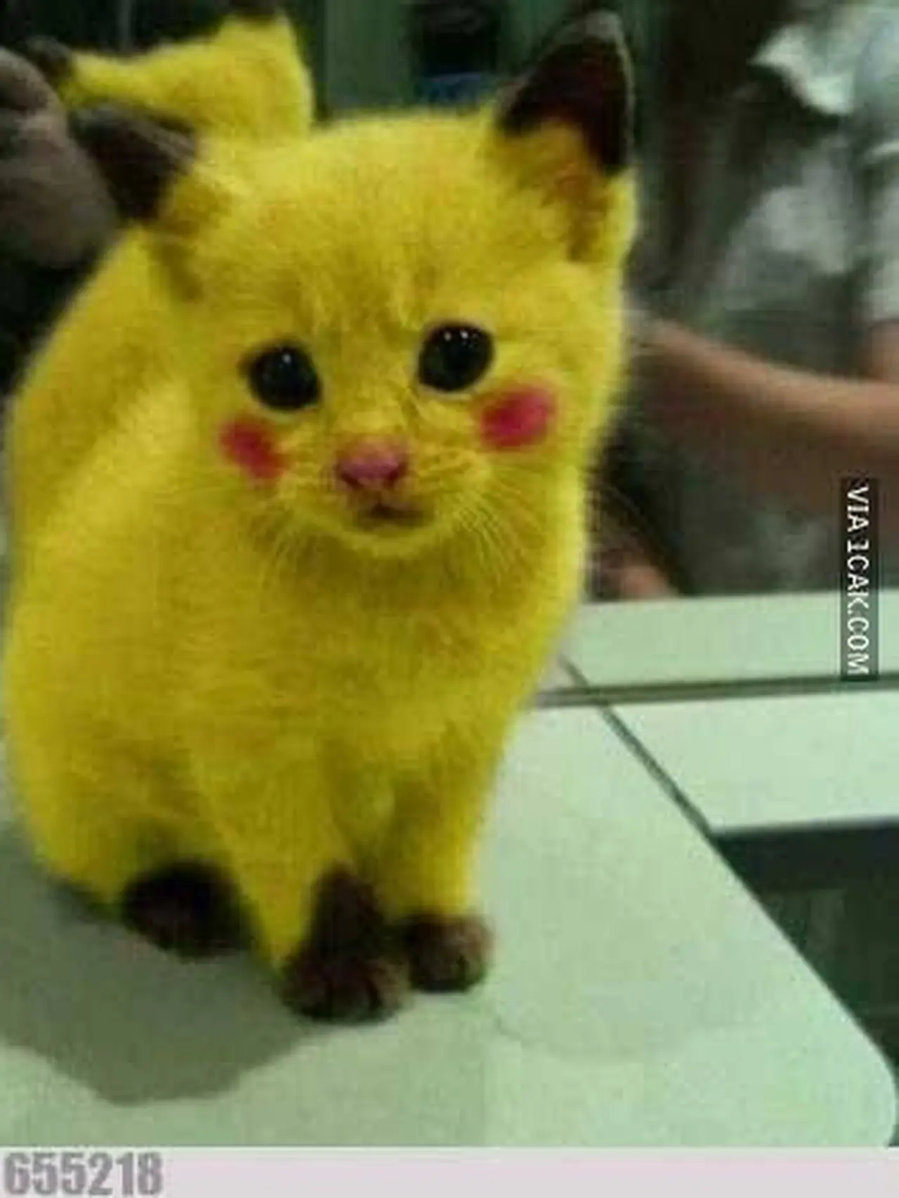 10 Potret Lucu Kucing Cosplay Karakter Anime Ini Bikin Gemas - Hot ...