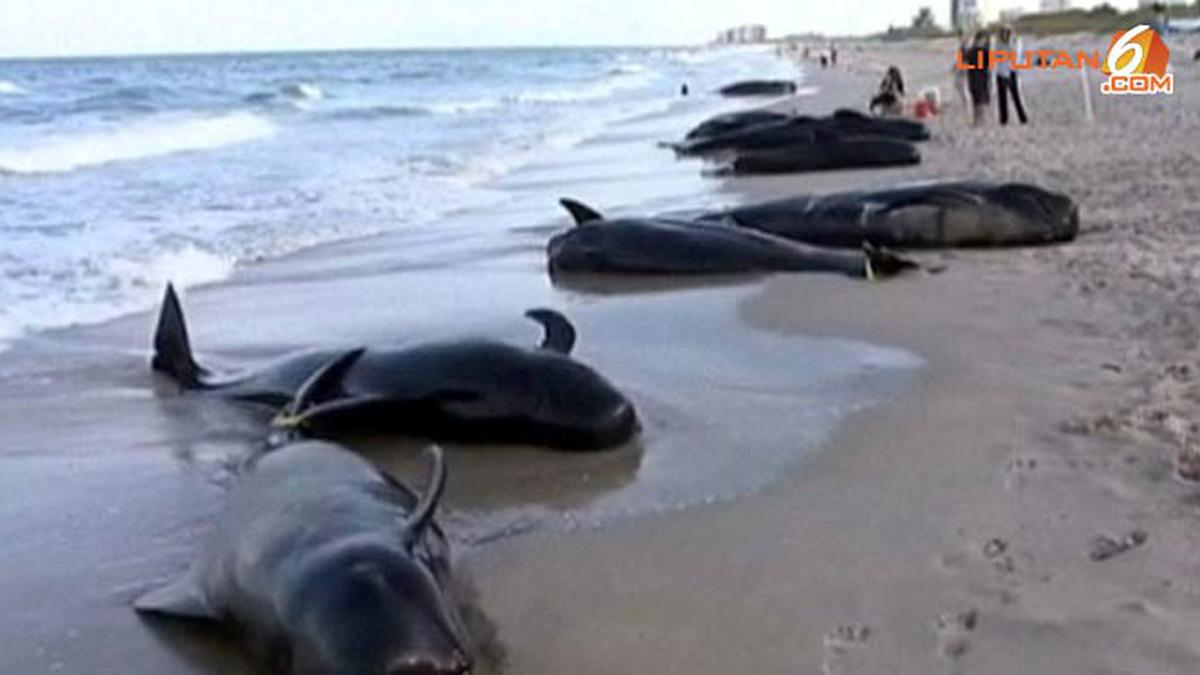 [VIDEO] Paus-paus Pilot Bersirip Pendek Terdampar di Florida - News ...