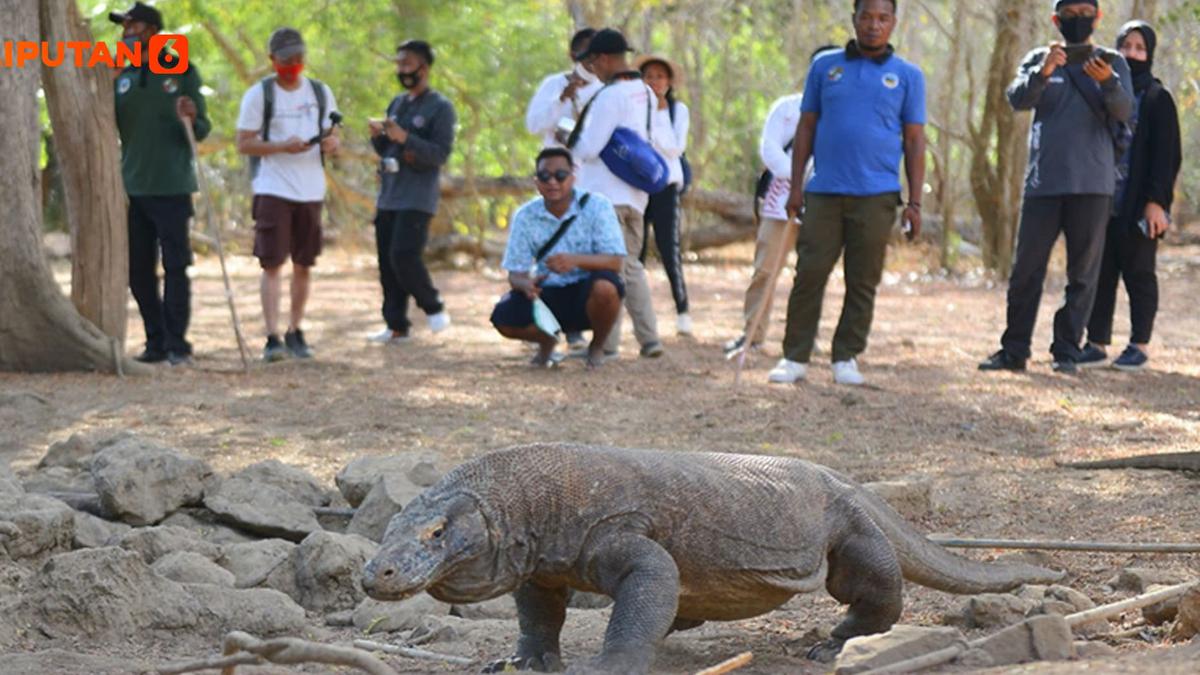 Infografis Wacana Tiket Terusan Taman Nasional Komodo Senilai Rp 3,75 ...