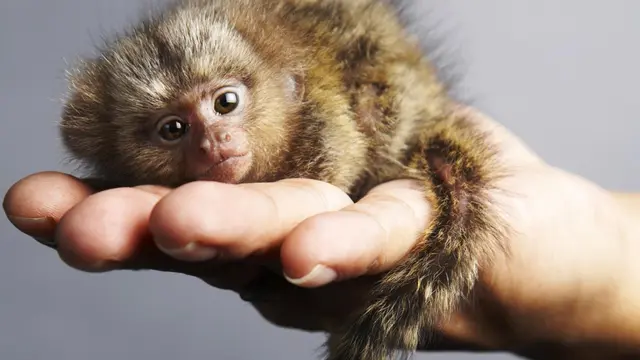 10 Spesies Monyet Paling Mungil di Dunia, Beberapa Hanya Seukuran ...