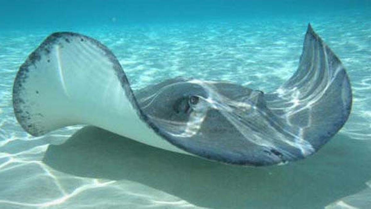 Mengenal Bagian Tubuh Ikan Pari (1)