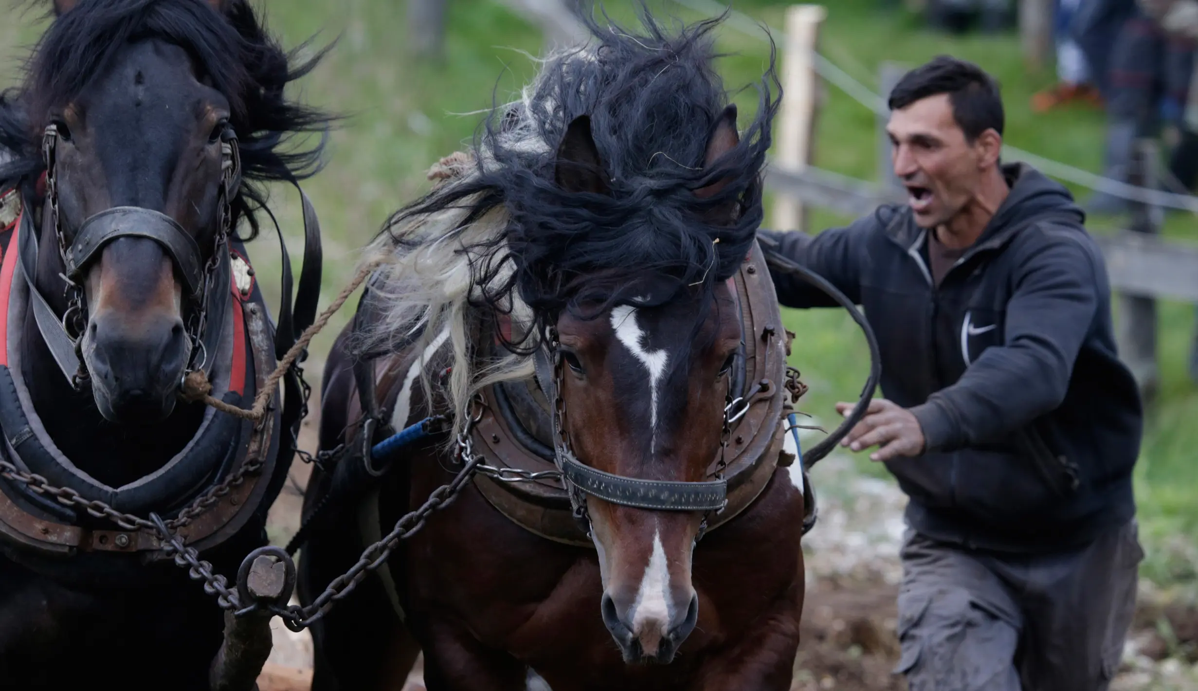 Kompetisi Menarik Kayu Gelondongan dengan Kuda di Bosnia - Foto ...