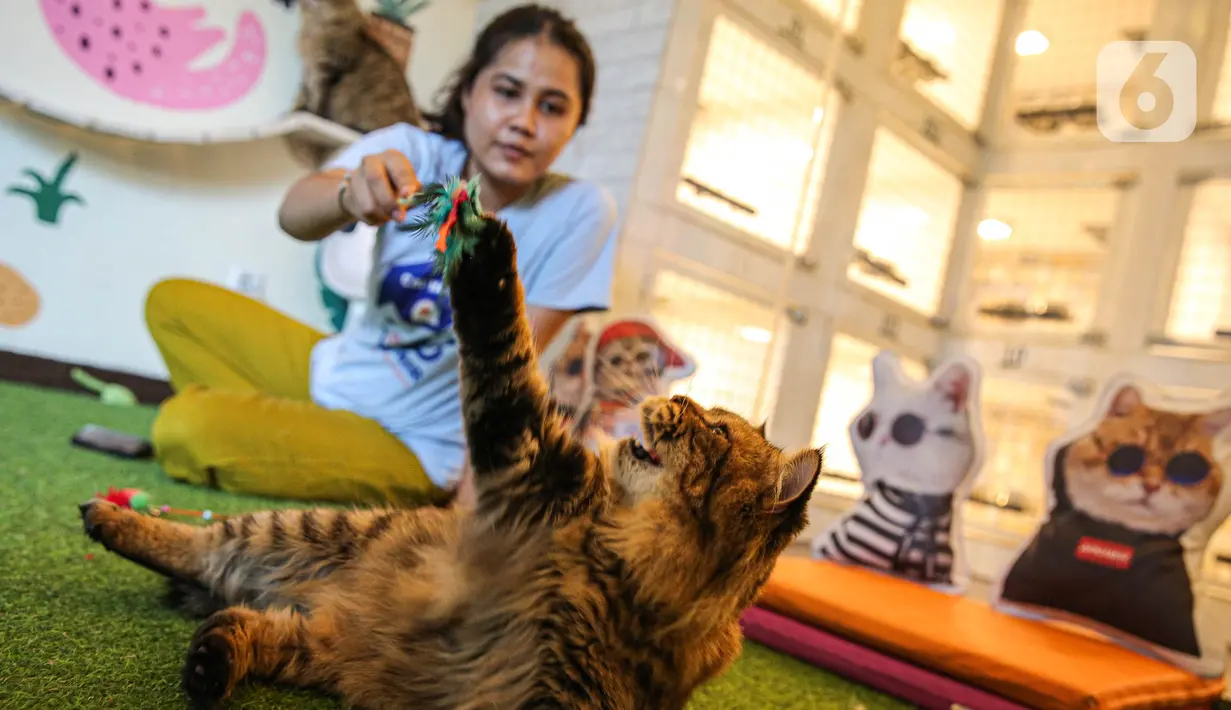 Jelang Lebaran, Tempat Penitipan Kucing Peliharaan Mulai Ramai - Foto ...