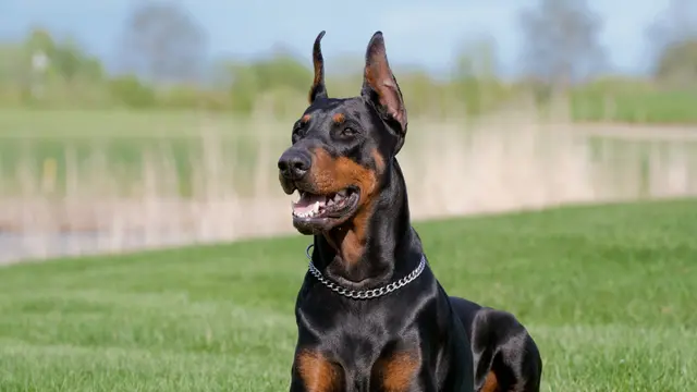 Jenis-Jenis Anjing Berbahaya di Dunia, Jangan Remehkan Kekuatannya ...