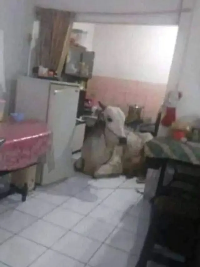 6 Potret Sapi Masuk Rumah Ini Bikin Bingung Cara Usirnya - Hot Liputan6.com