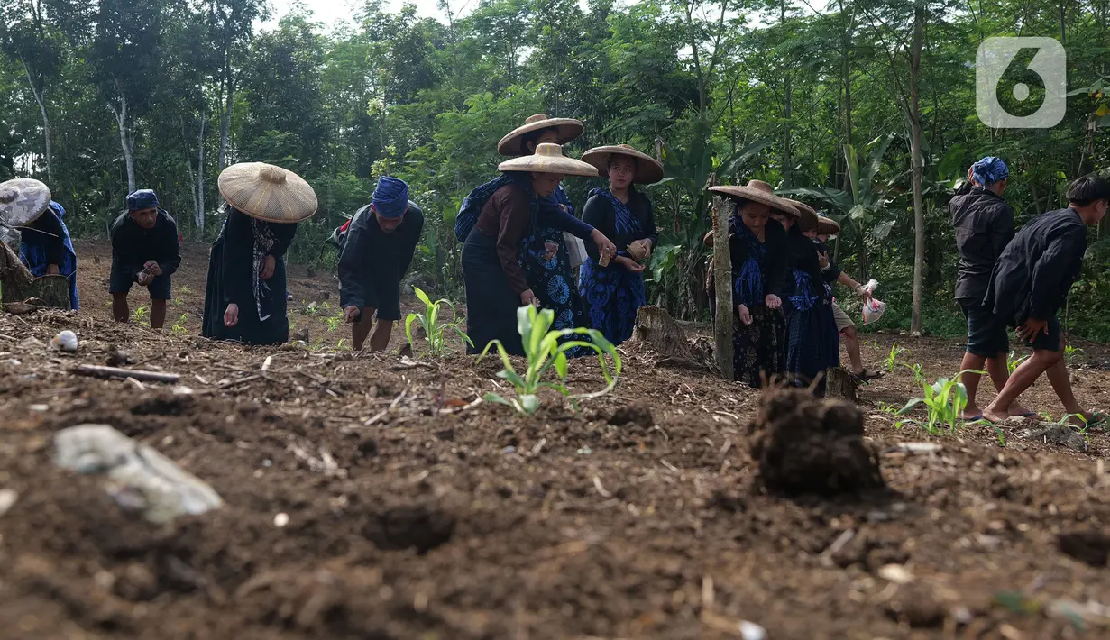 FOTO: Rangkaian Tradisi Adat Ngaseuk Suku Baduy Luar - Foto Liputan6.com