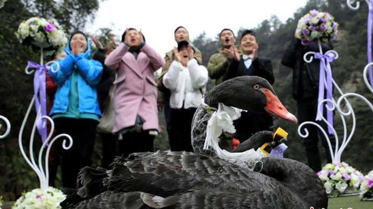 Romantisnya Pernikahan Pasangan Angsa yang Bikin Iri Publik - Citizen6 ...