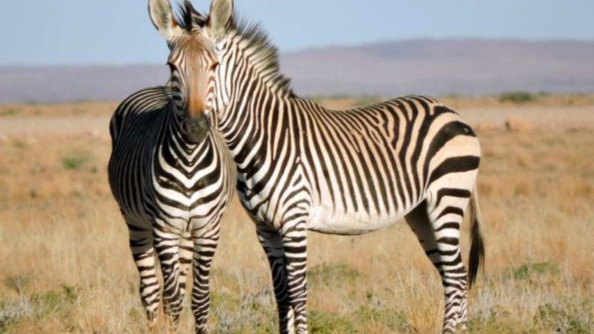 'Hewan-hewan Ajaib' dalam Sentuhan Tangan Fotografer