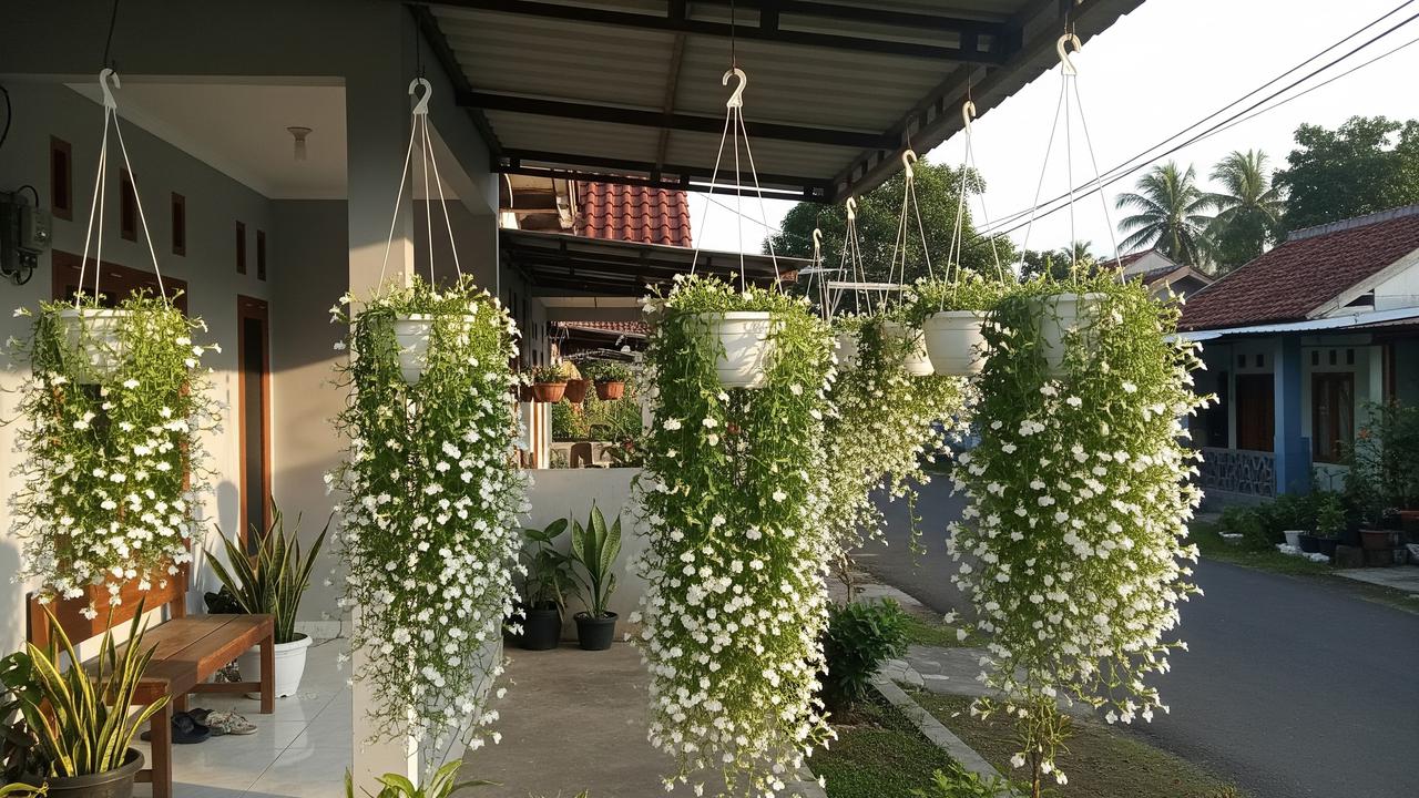 15 Tanaman Gantung untuk Teras Sempit yang Awet Meski Jarang Disiram ...