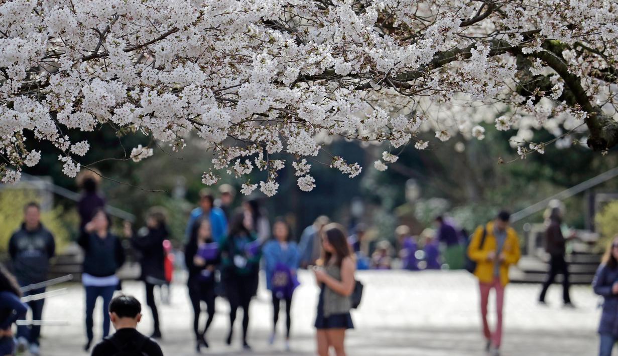 FOTO: Tak Hanya Jepang, Seperti Ini Penampakan Bunga Sakura di Washington - Foto Liputan6.com