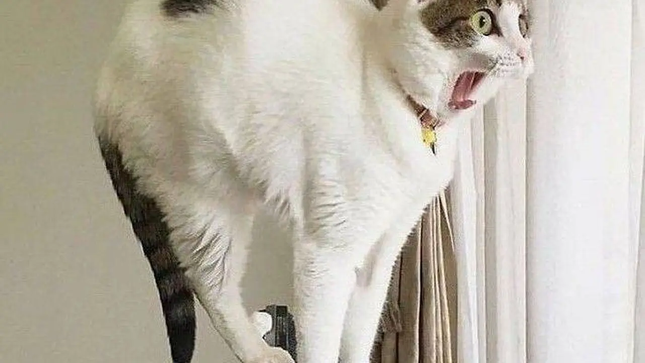 10 Potret Ekspresi Lucu Kucing saat Kaget Ini Bikin Gemas - Hot ...