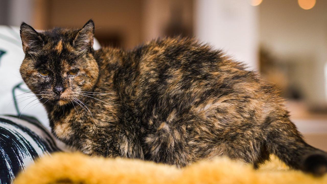 Kenalan dengan Flossie, Kucing Tertua di Dunia Berusia 27 yang Masih Hidup
