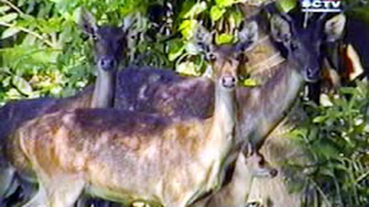 Hewan Rusa di NTB Terancam Punah - News Liputan6.com